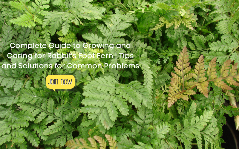 Complete Guide to Growing and Caring for Rabbit's Foot Fern | Tips and ...