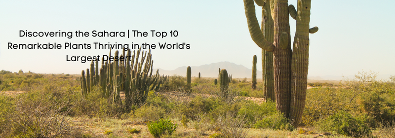 Sub Sahara Desert Plants Names