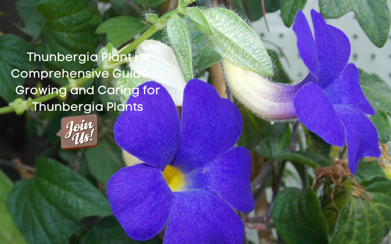 Thunbergia Plant | A Comprehensive Guide to Growing and Caring for Thu ...