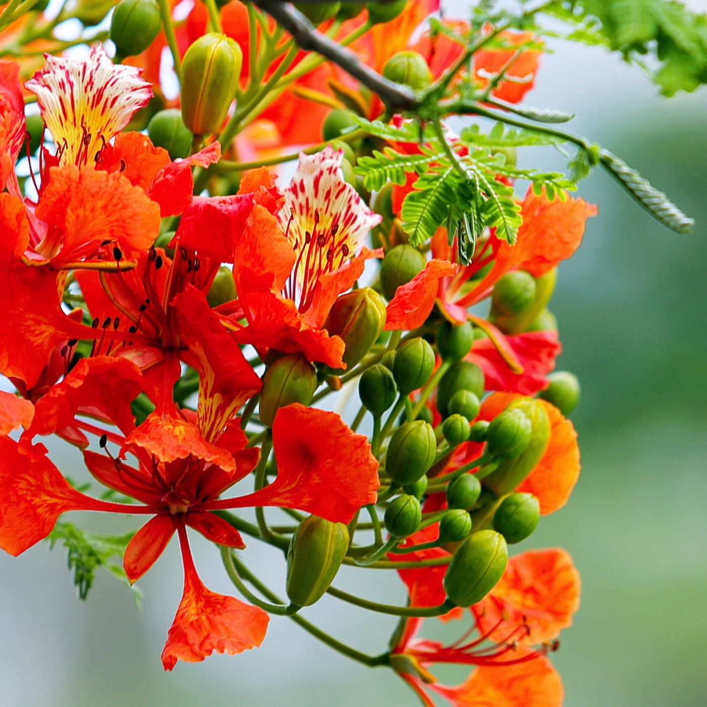 Kadiyam Nursery India's Largest Wholesale Online Plant Nursery ...