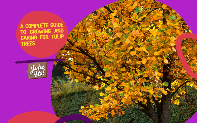 A Complete Guide to Growing and Caring for Tulip Trees — Mahindra Nursery