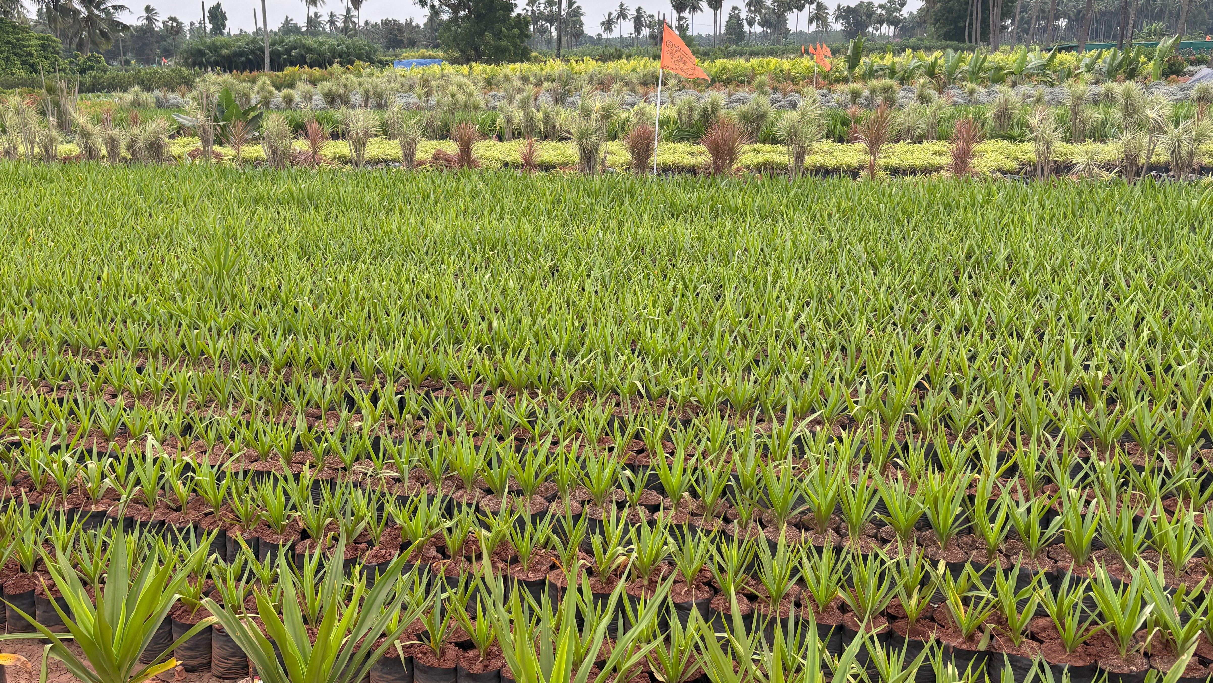 Welcome to Kadiyam Nursery | Your One-Stop Wholesale Plant Haven in An ...