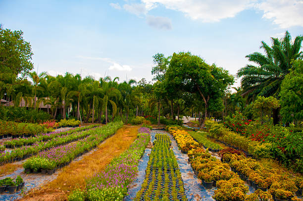 Unveiling the Botanical Gem: Why Kadiyam Nursery Is Famous in Rajahmun ...