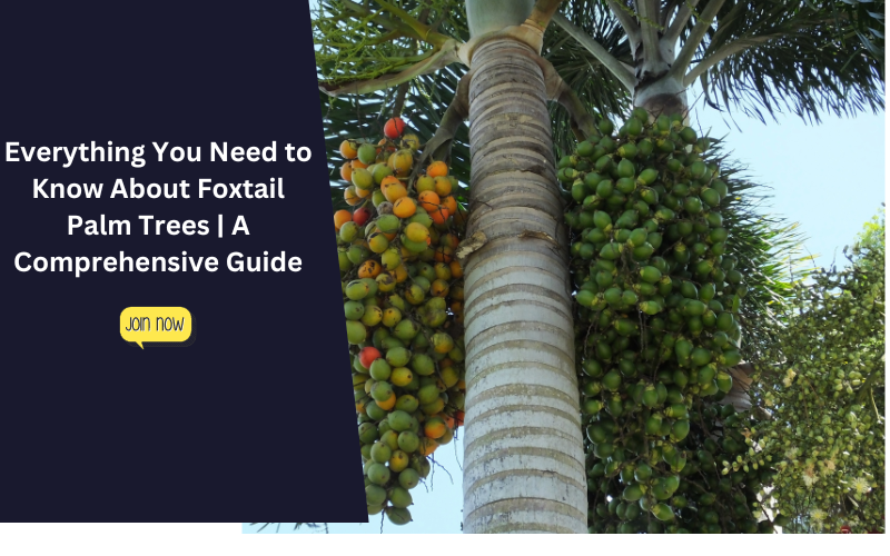 Everything You Need to Know About Foxtail Palm Trees | A Comprehensive ...