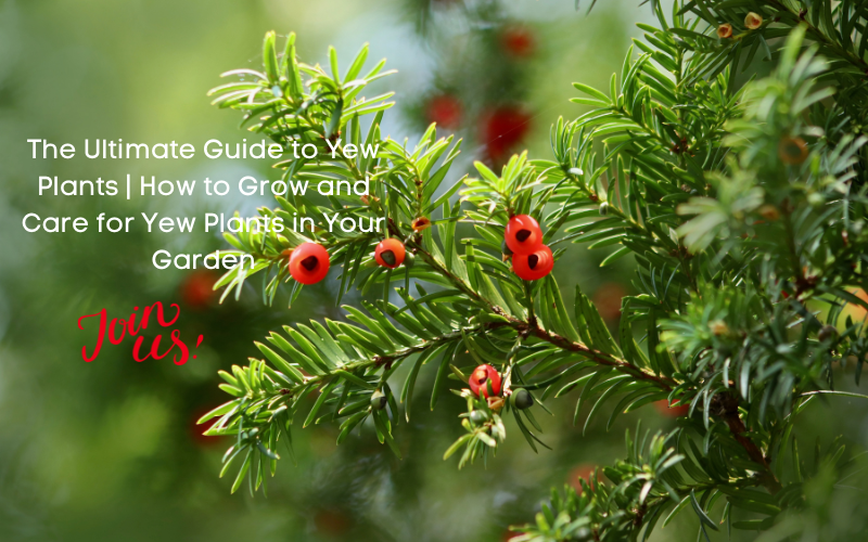 The Ultimate Guide to Yew Plants | How to Grow and Care for Yew Plants ...