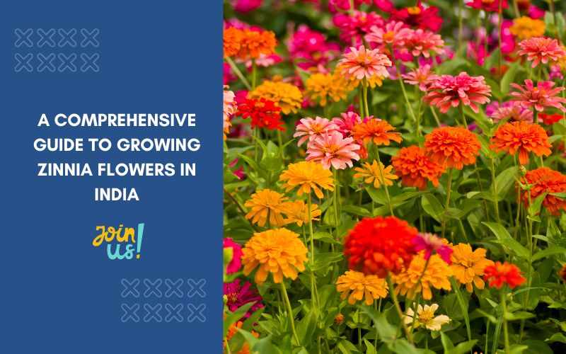 A Comprehensive Guide to Growing Zinnia Flowers in India — Mahindra Nursery