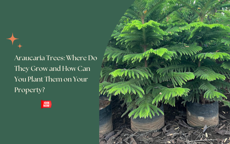 Araucaria Trees: Where Do They Grow and How Can You Plant Them on Your ...