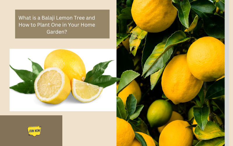 What is a Balaji Lemon Tree and How to Plant One in Your Home Garden ...