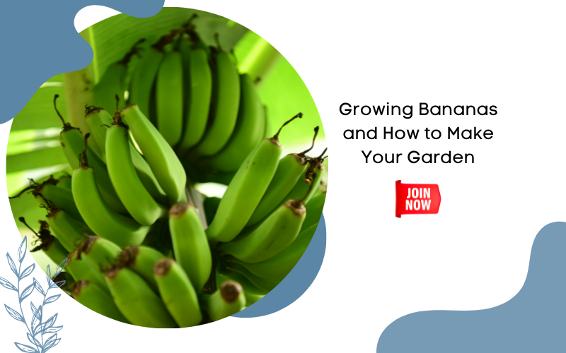 Growing Bananas and How to Make Your Garden — Mahindra Nursery