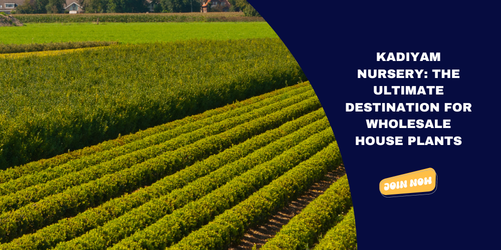 Kadiyam Nursery: The Ultimate Destination for Wholesale House Plants ...