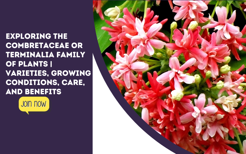 Exploring the Combretaceae or Terminalia Family of Plants | Varieties ...