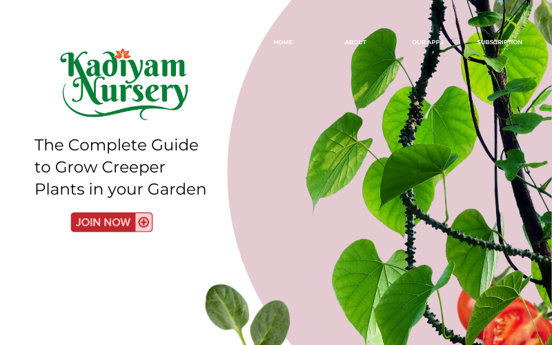 The Complete Guide to Grow Creeper Plants in your Garden — Mahindra Nursery
