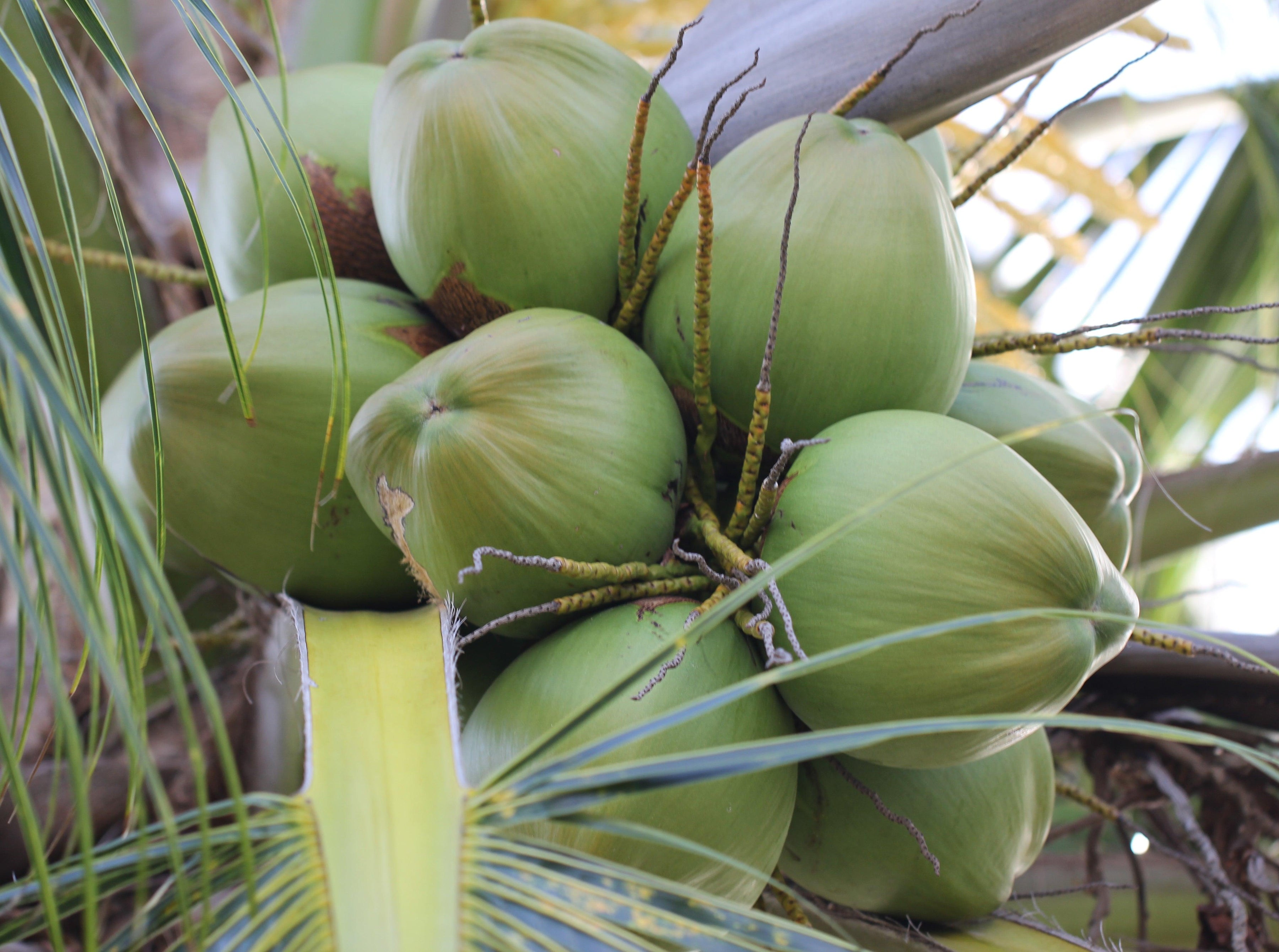 Exotic Varieties of Coconut Tree Cocos nucifera — Mahindra Nursery