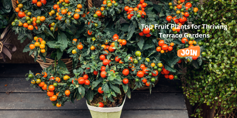 Top Fruit Plants for Thriving Terrace Gardens — Mahindra Nursery