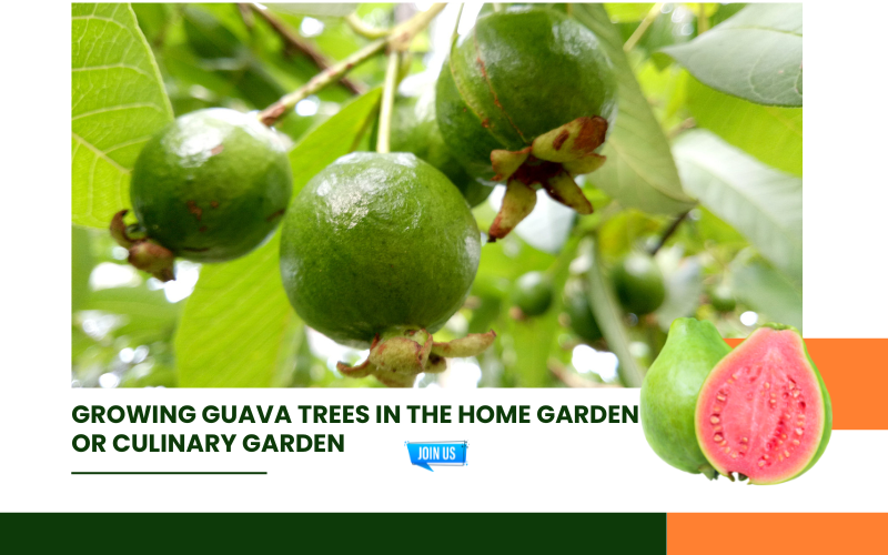 Growing Guava Trees in the Home Garden or Culinary Garden — Mahindra ...