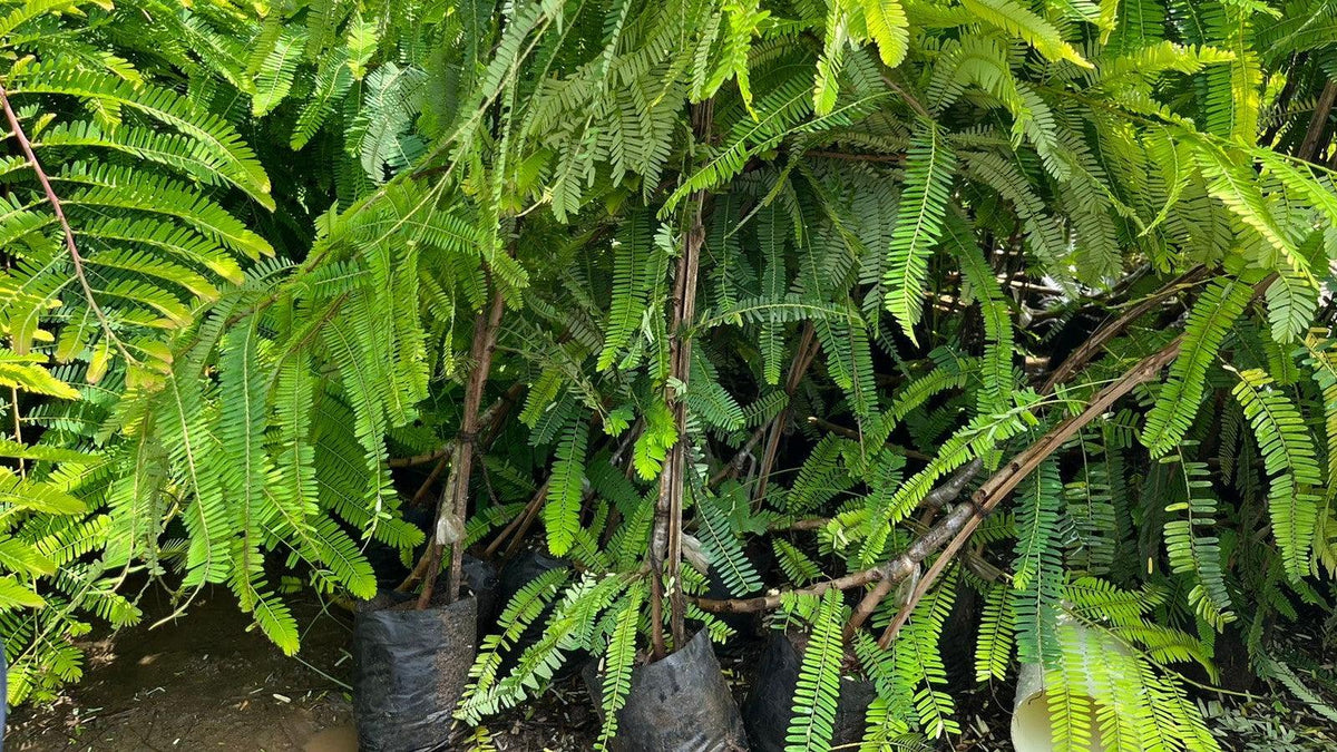 How to Cultivate an Amla Tree with Kadiyam Nursery — Mahindra Nursery