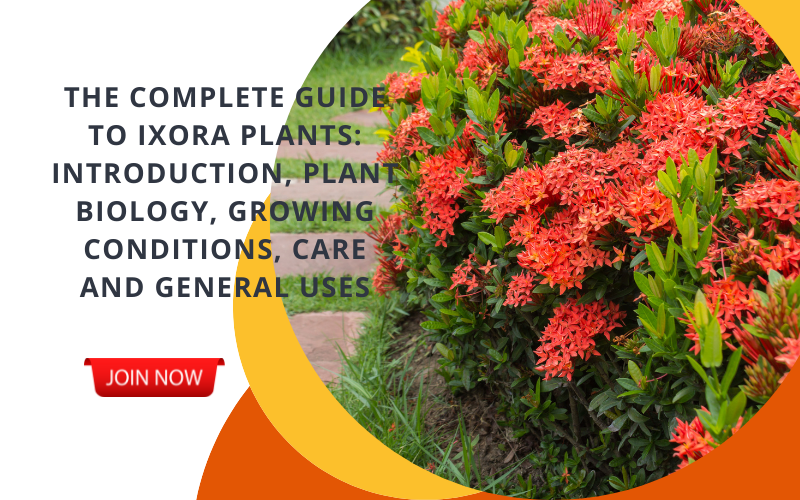 The Complete Guide to ixora plants: Introduction, Plant Biology, Growi ...
