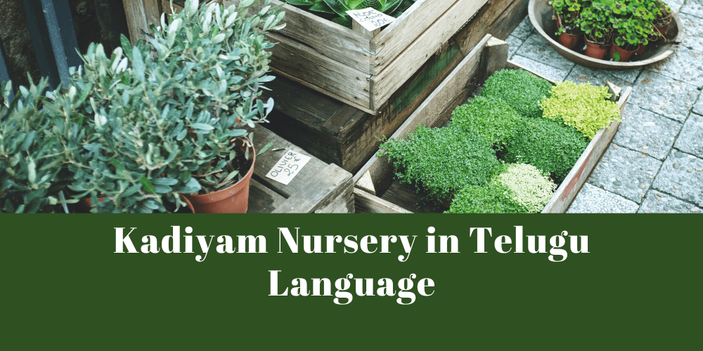 Kadiyam Nursery in Telugu Language — Mahindra Nursery