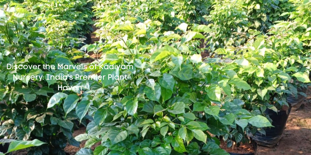 Discover the Marvels of Kadiyam Nursery: India's Premier Plant Haven ...