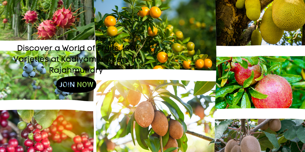 Discover a World of Fruits: 100 Varieties at Kadiyam Nursery in Rajahm ...