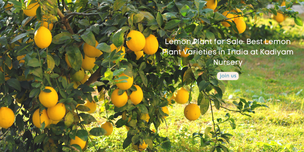 Lemon Plant for Sale: Best Lemon Plant Varieties in India at Kadiyam N ...