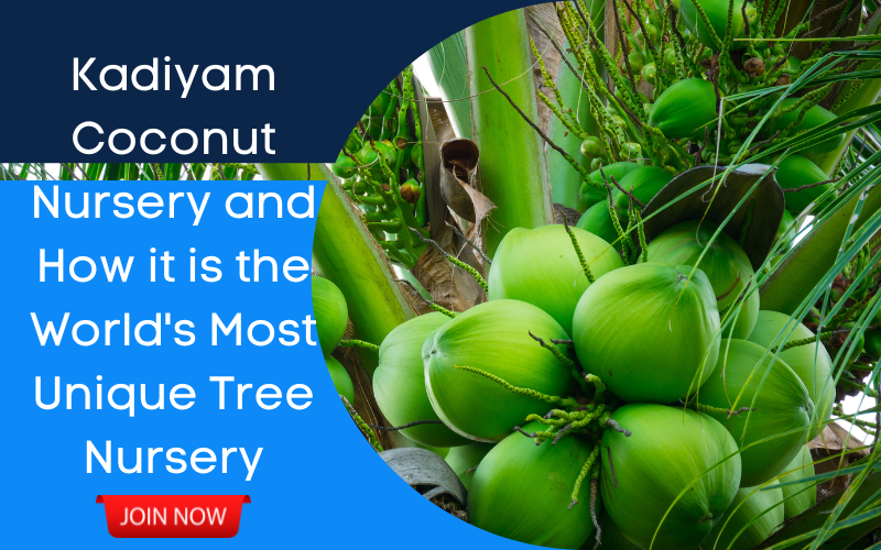 Kadiyam Coconut Nursery and How it is the World's Most Unique Tree Nur ...