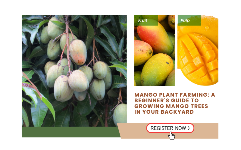 Mango Plant Farming: A Beginner's Guide to Growing Mango Trees in Your ...