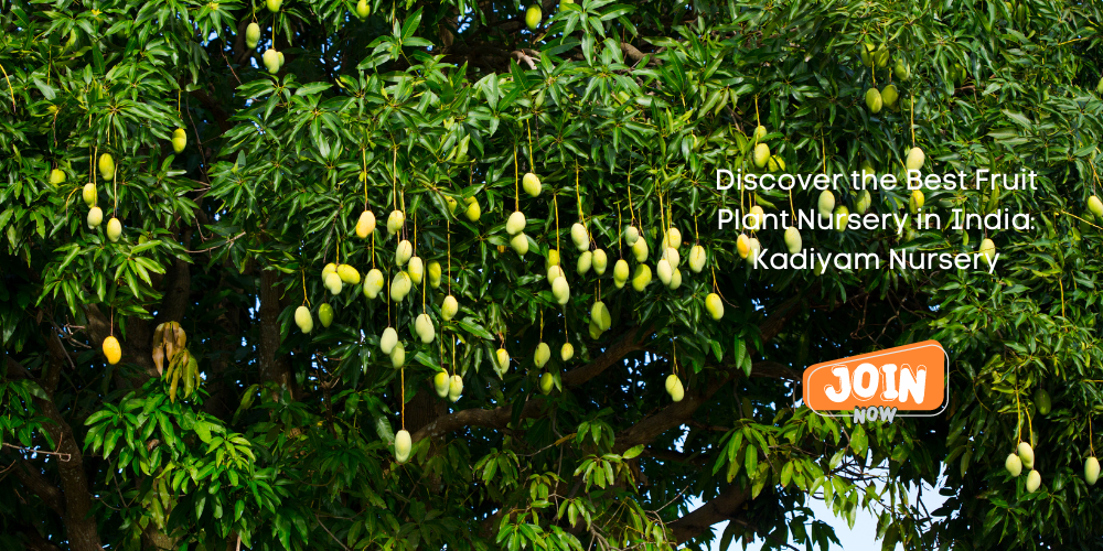 Discover the Best Fruit Plant Nursery in India: Kadiyam Nursery ...