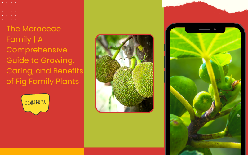 The Moraceae Family | A Comprehensive Guide to Growing, Caring, and Be ...
