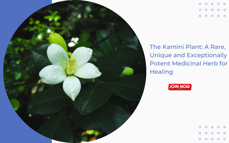 The Kamini Plant: A Rare, Unique and Exceptionally Potent Medicinal He ...