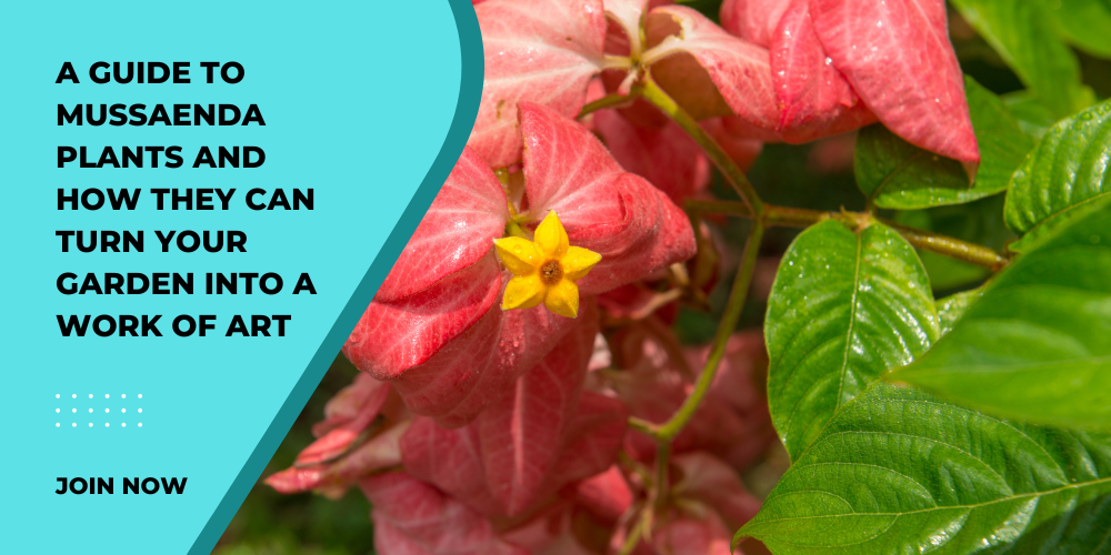 A Guide to Mussaenda Plants and How They Can Turn Your Garden into a W ...