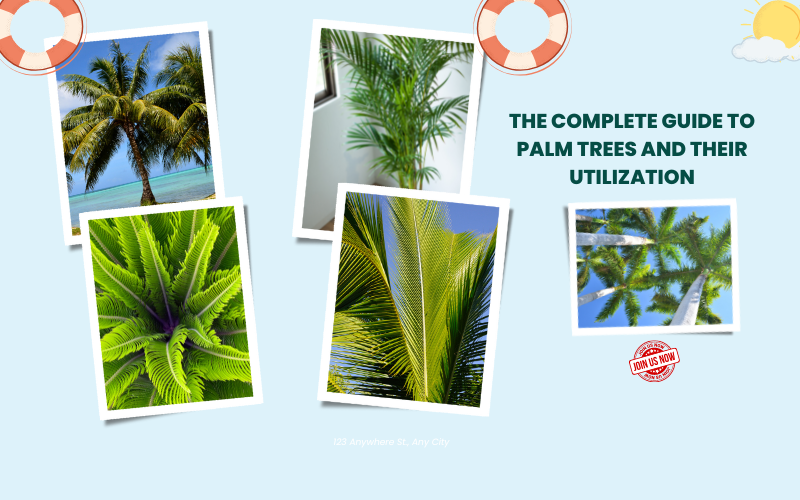 The Complete Guide to Palm Trees and Their Utilization — Mahindra Nursery