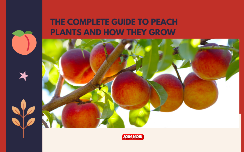 The Complete Guide to Peach Plants and How They Grow — Mahindra Nursery