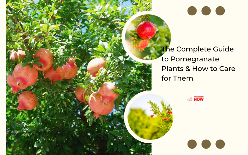 The Complete Guide to Pomegranate Plants & How to Care for Them ...