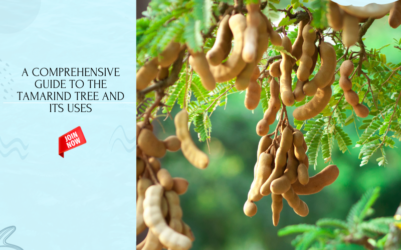 A Comprehensive Guide to the Tamarind Tree and its Uses — Mahindra Nursery