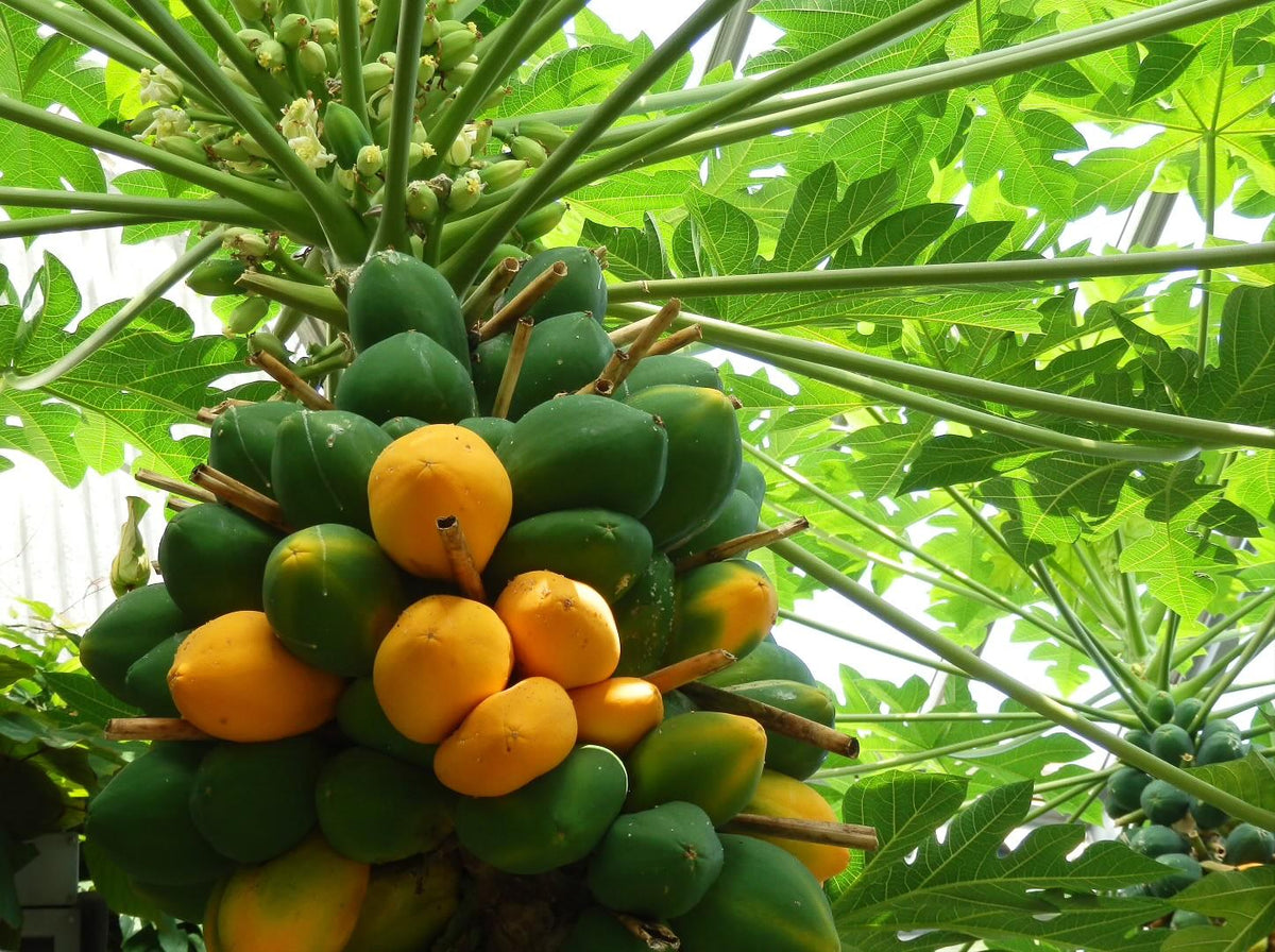The Best Types of Papaya to Plant in Your Garden — Mahindra Nursery