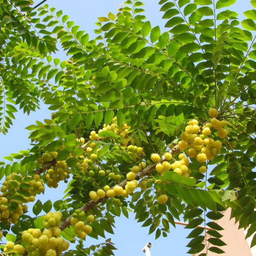 Best Gardening Tips | News and Care — Tagged "amla plant" — Mahindra ...