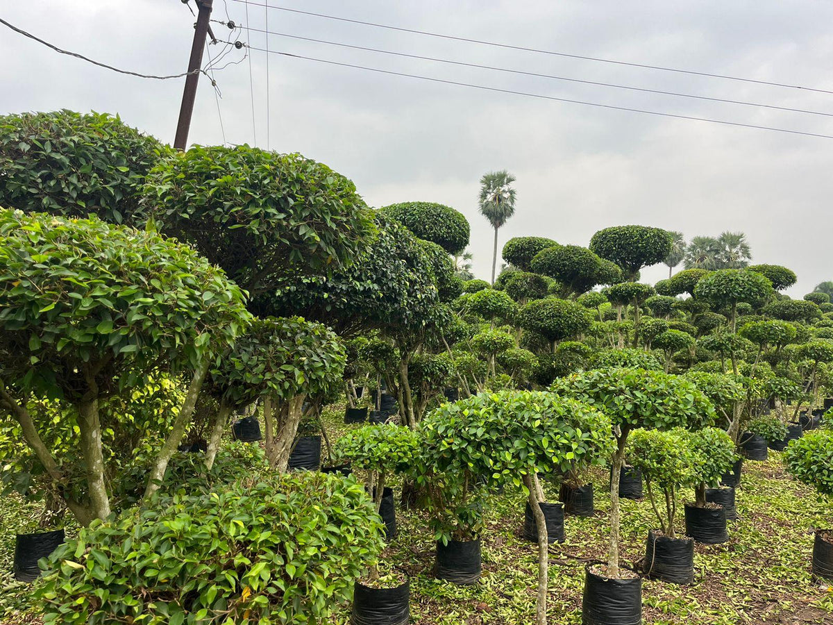 The Complete Guide to Ficus Multi-Ball Trees and Their Care — Mahindra ...