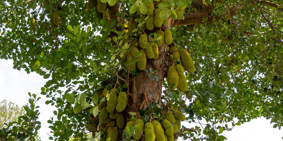 The Complete Guide to Jackfruit Plant Cultivation and the Different Me ...