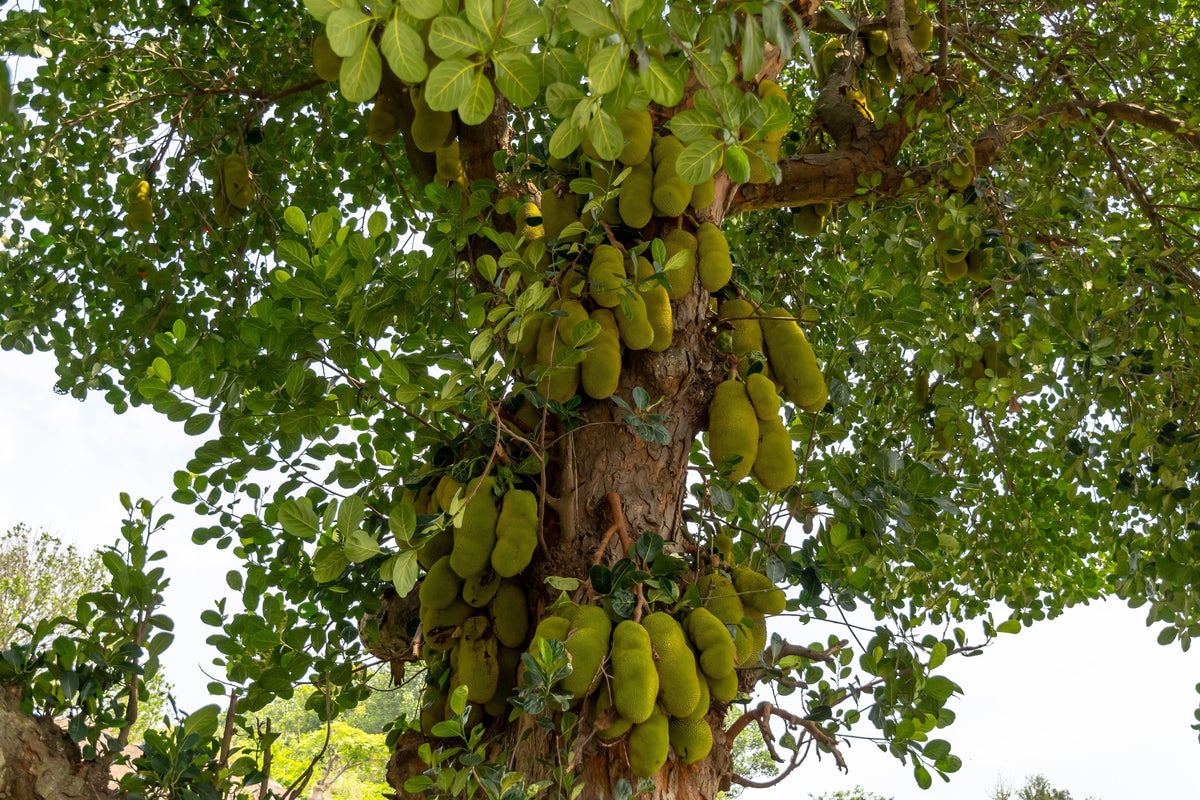 The Complete Guide to Jackfruit Plant Cultivation and the Different Me ...