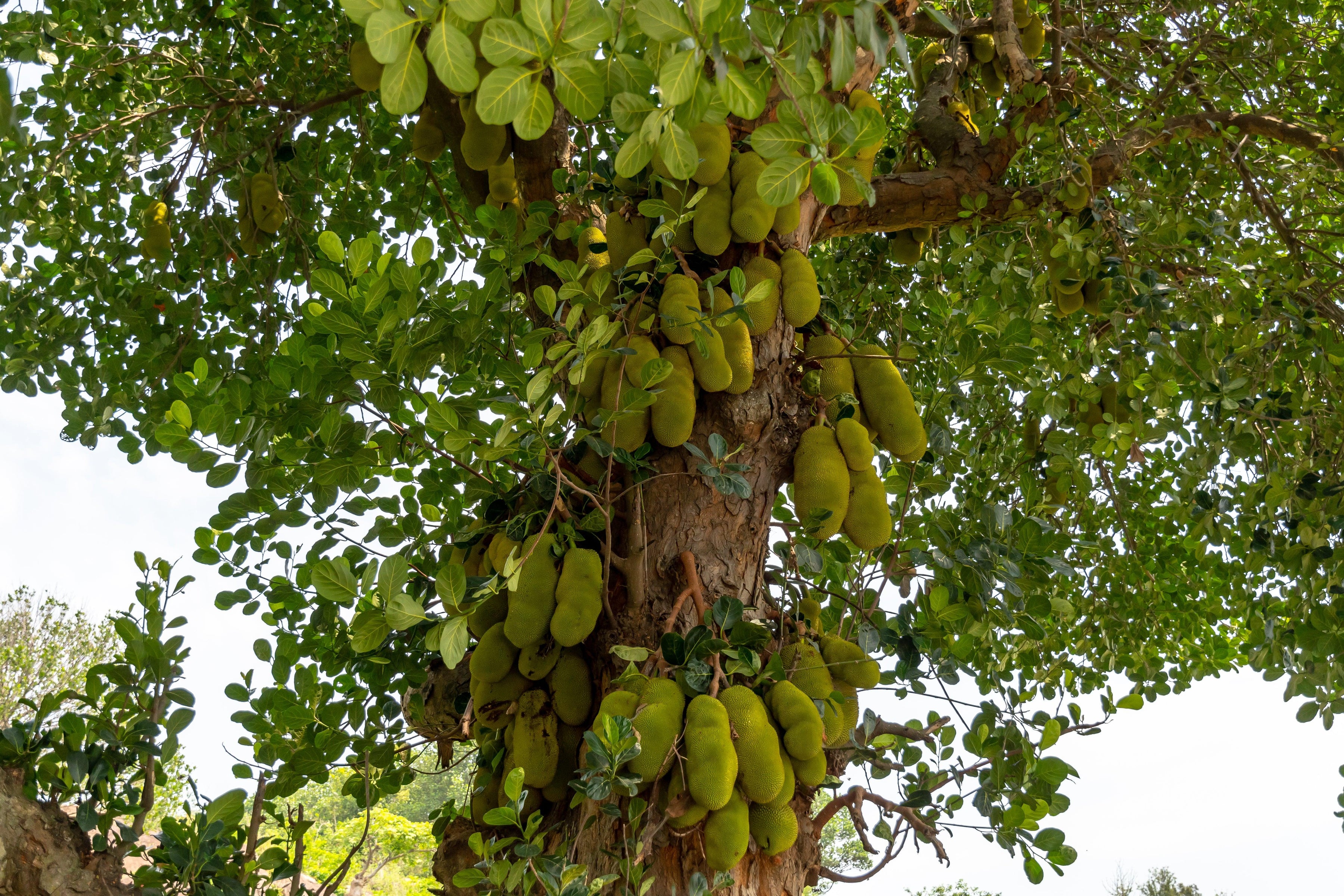 The Complete Guide to Jackfruit Plant Cultivation and the Different Me ...
