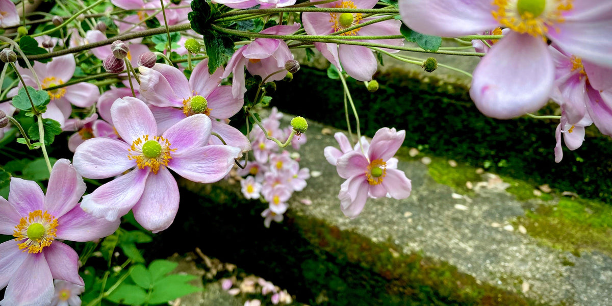 The Complete Guide to Kadiyam Nursery Plants Prices and Where You Can ...