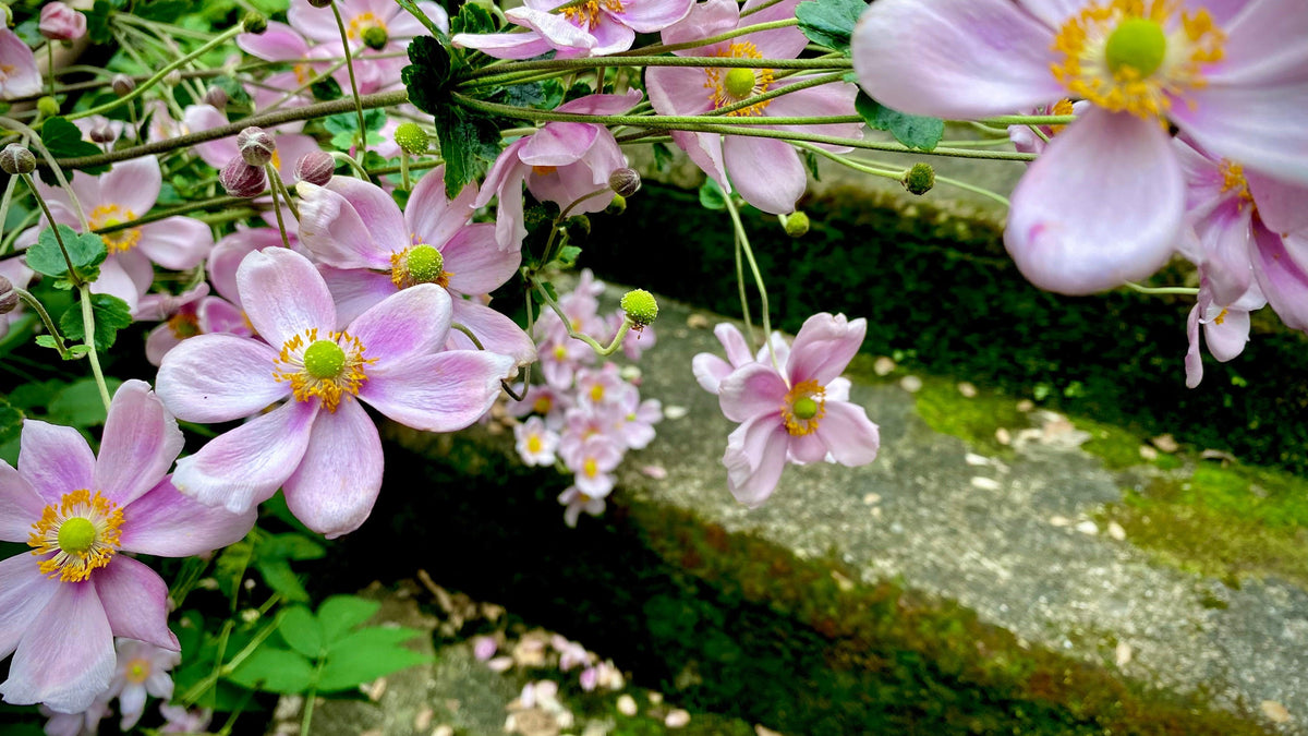 The Complete Guide to Kadiyam Nursery Plants Prices and Where You Can ...