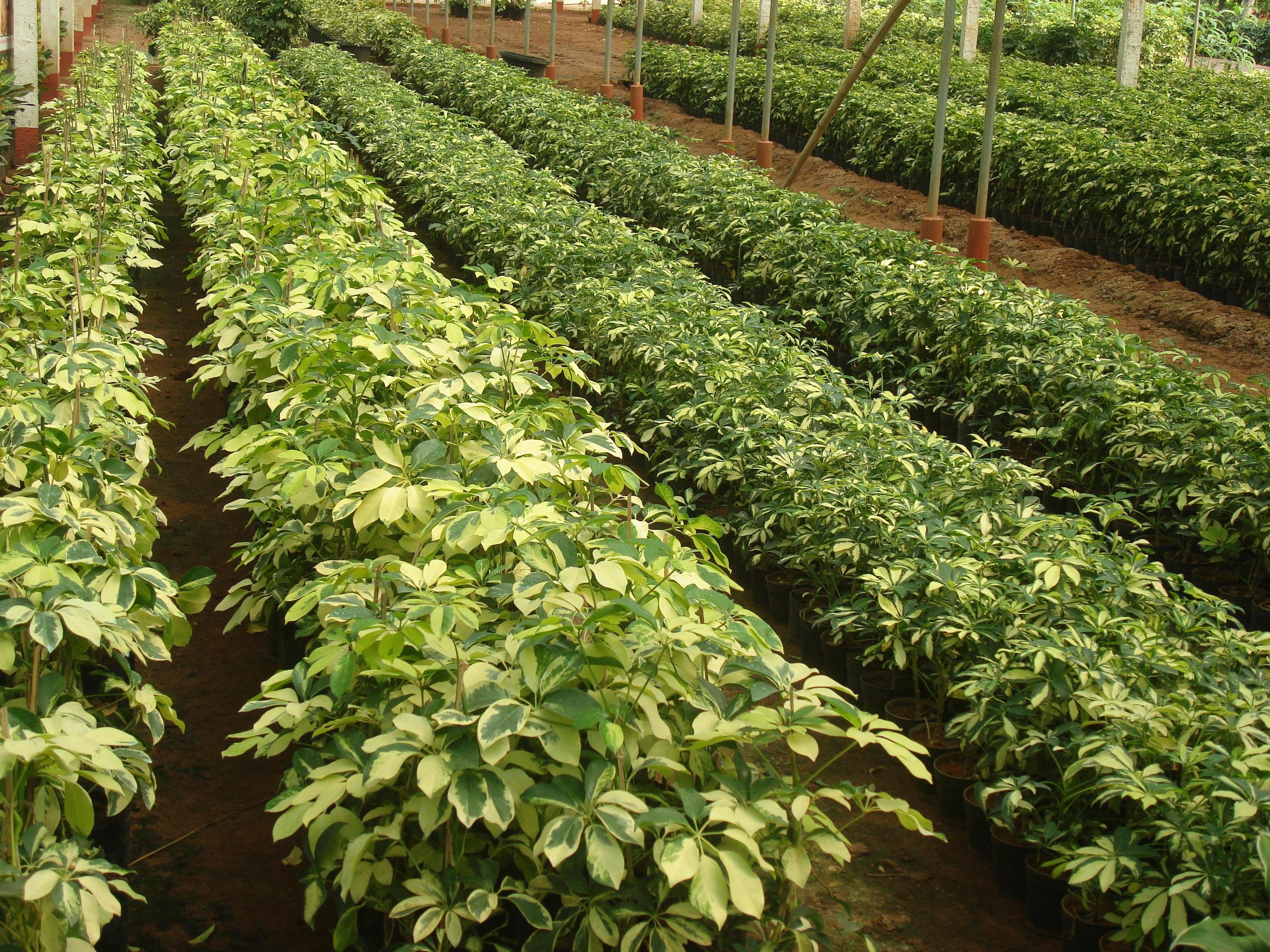 The Complete Guide to Kadiyam Plant Nursery and How They Serve Their C ...