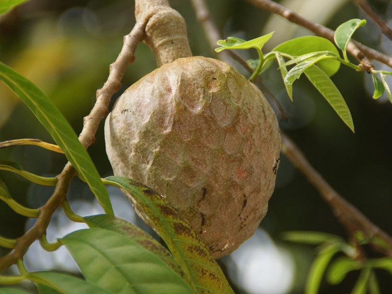 The Complete Guide to Ramphal Trees and the Life-Long Benefits They Pr ...