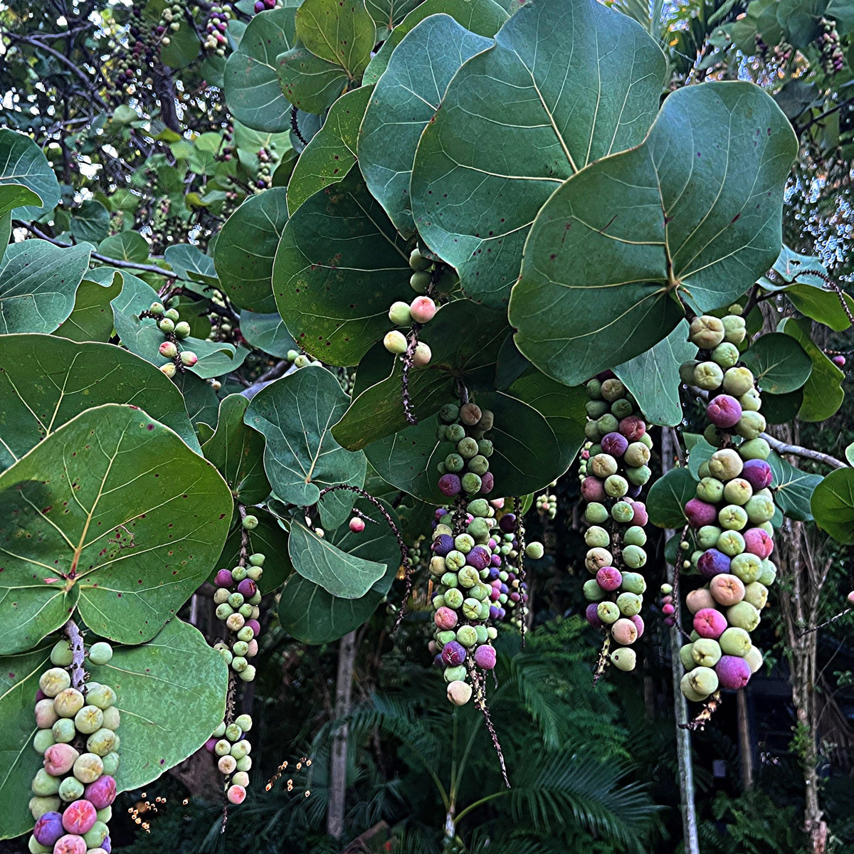 The Seagrape Plant: A Guide to Its Fruit, Uses, and Nutritional Value ...