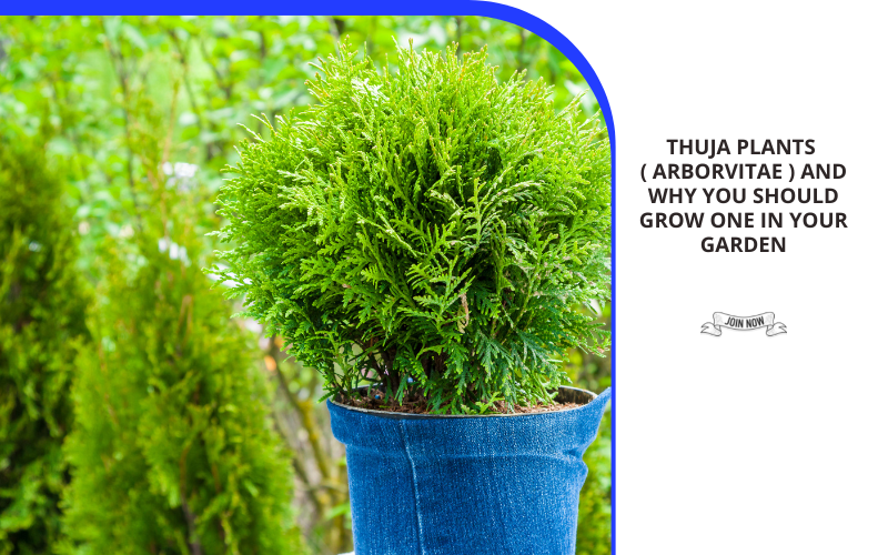 Thuja Plants ( arborvitae ) and Why You Should Grow One in Your Garden ...