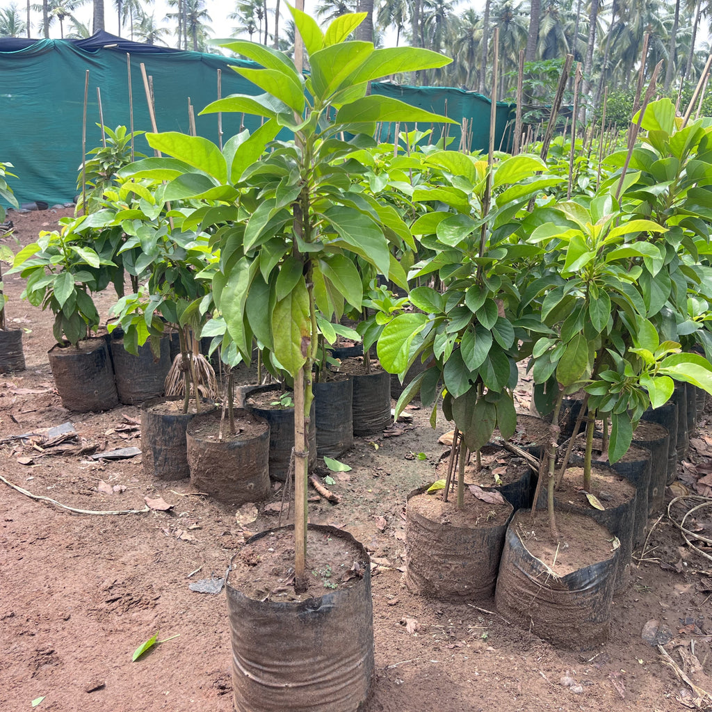 Check out Kadiyam online nursery for a wide variety of fruit trees ...