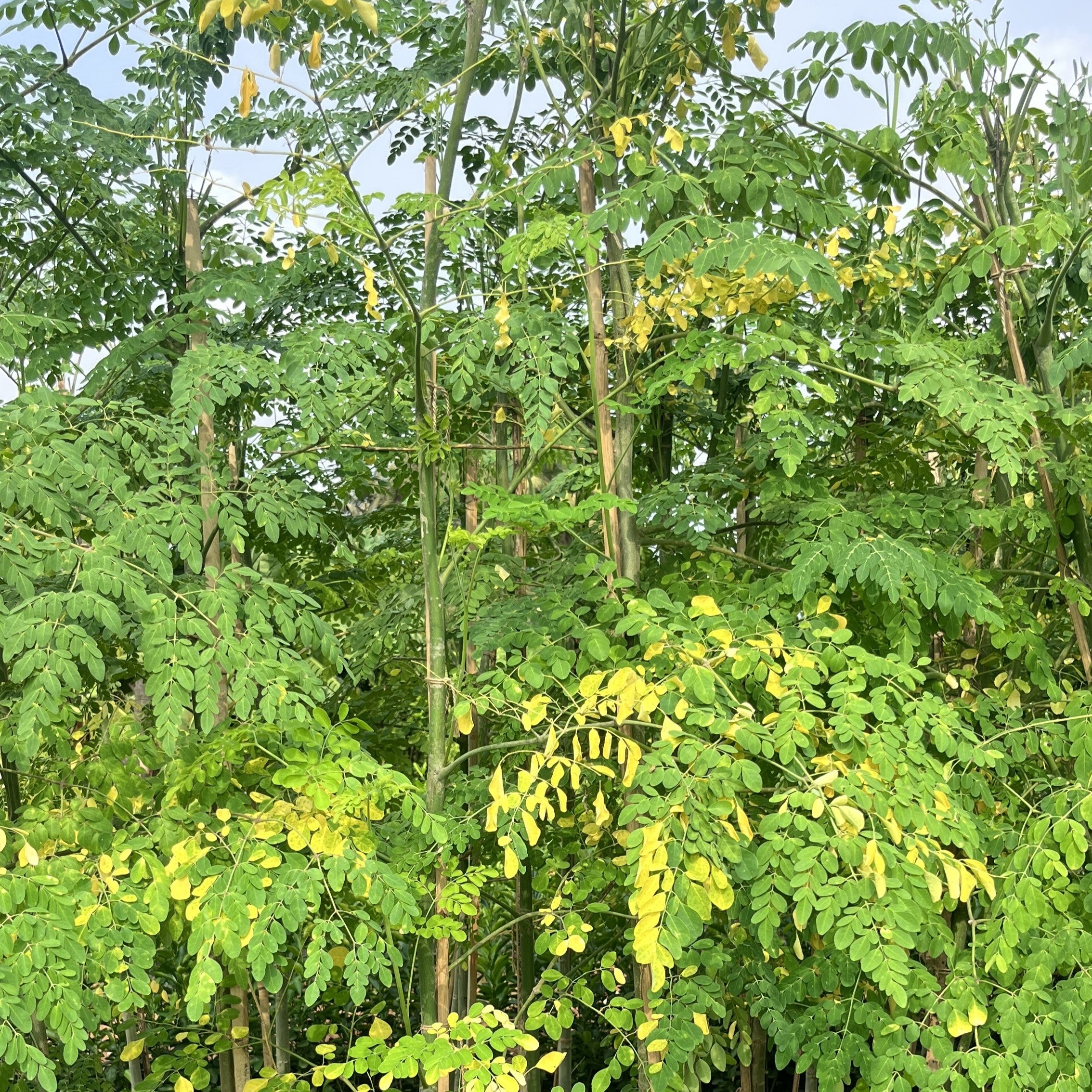 PKM1 Drumstick Plant – Fast-Growing, Nutritious & Perfect for Your Gar ...