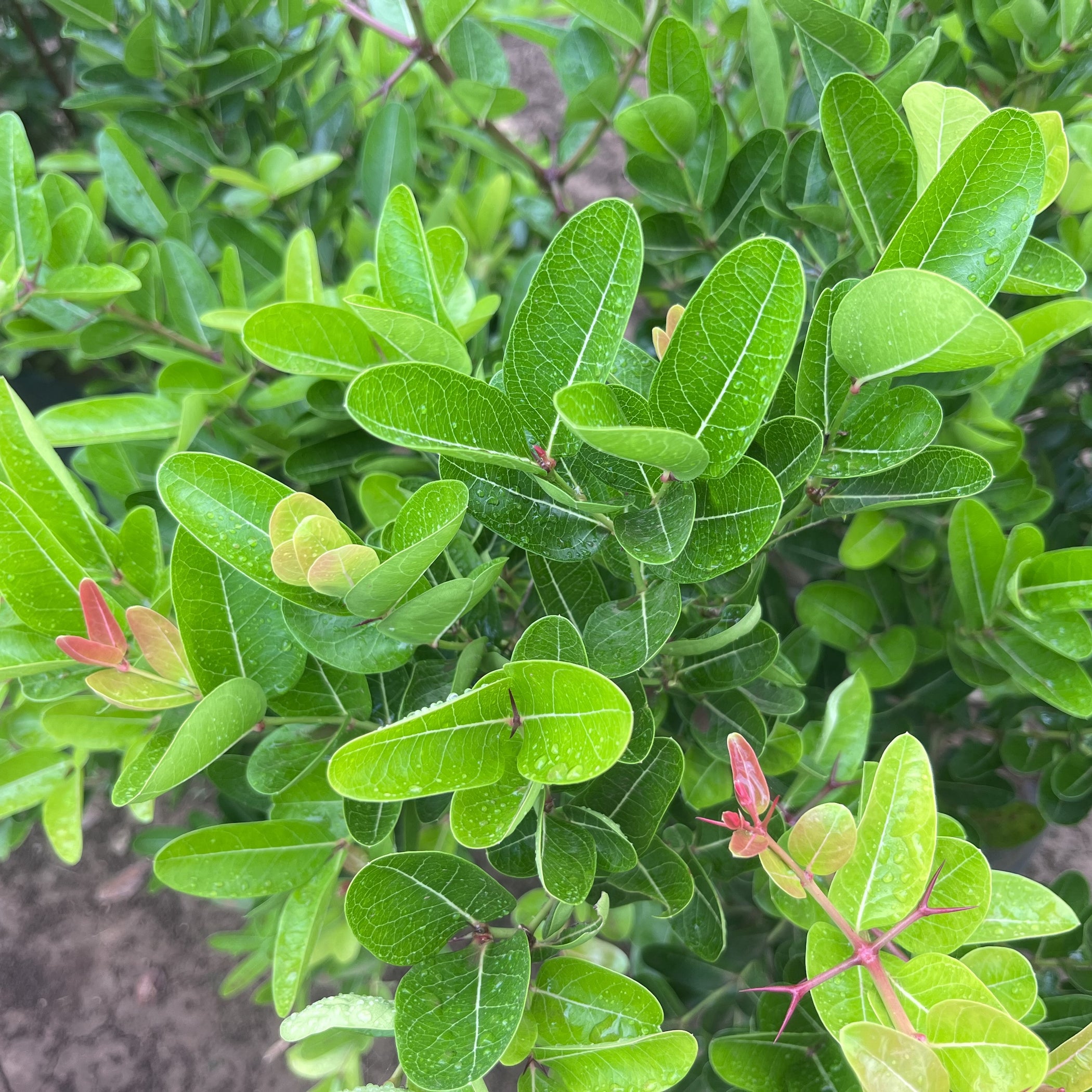 Buy Live Grafted Karonda, Koromcha, Carandas, Carissa Carandas Plant ...